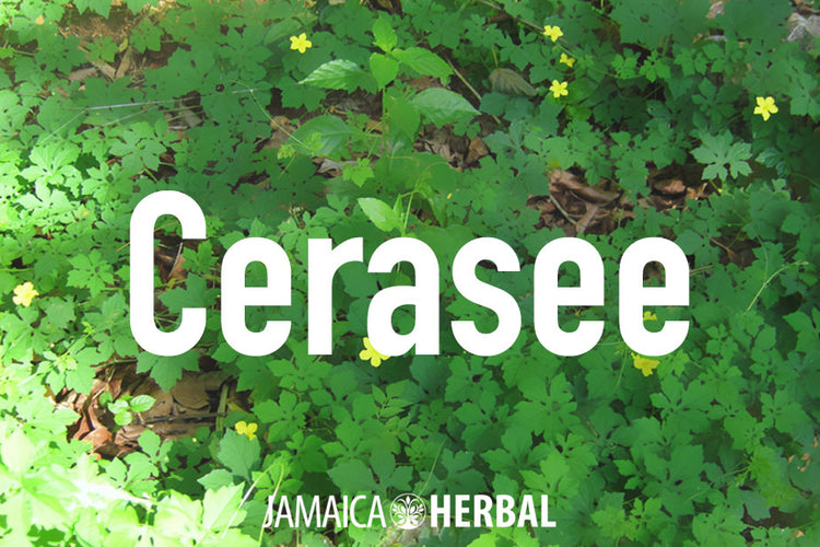 Cerasee Tea Benefits | Everything you need to know! – Jamaica Herbal
